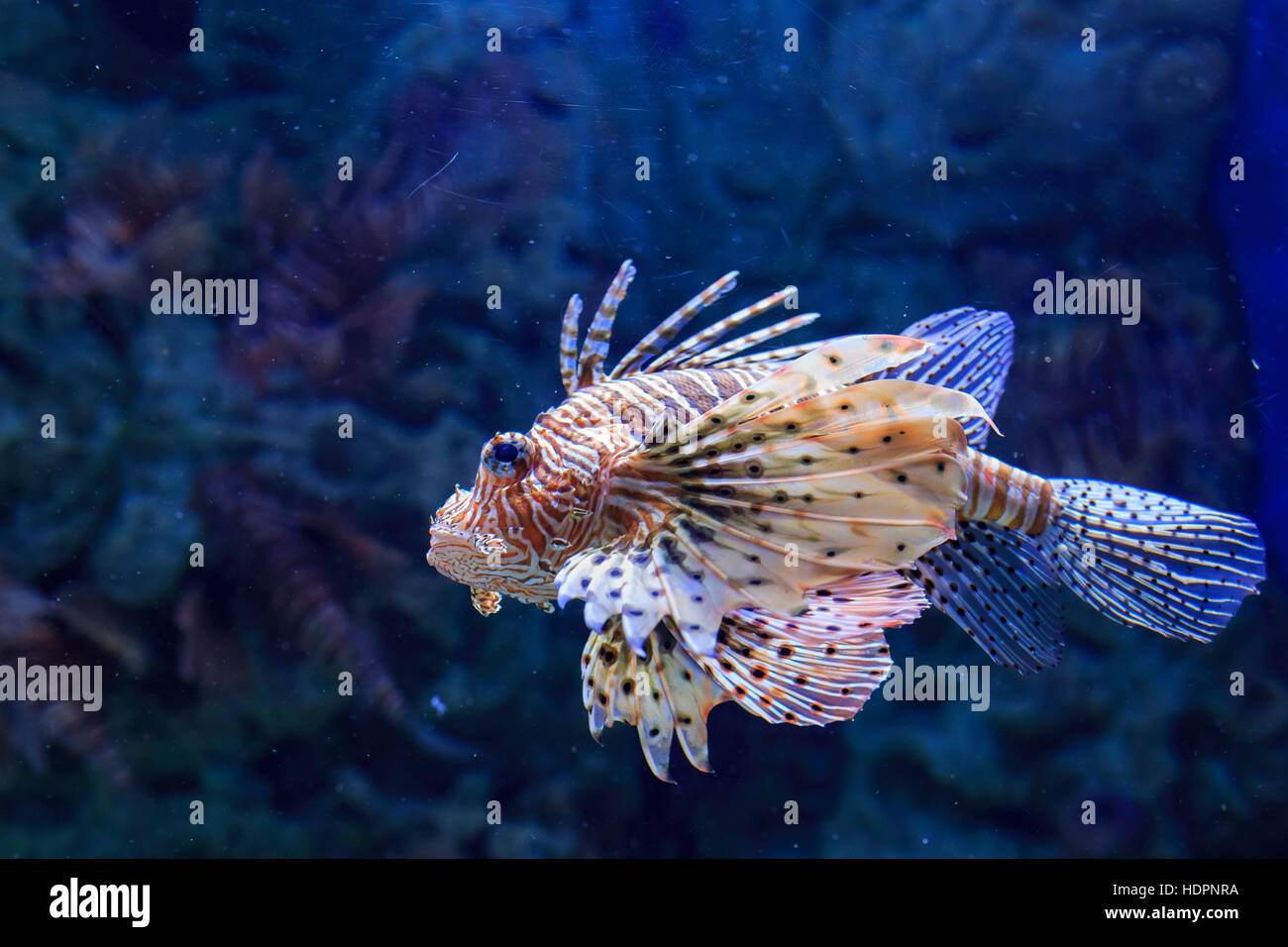 Lionfish hi-res stock photography and images - Alamy