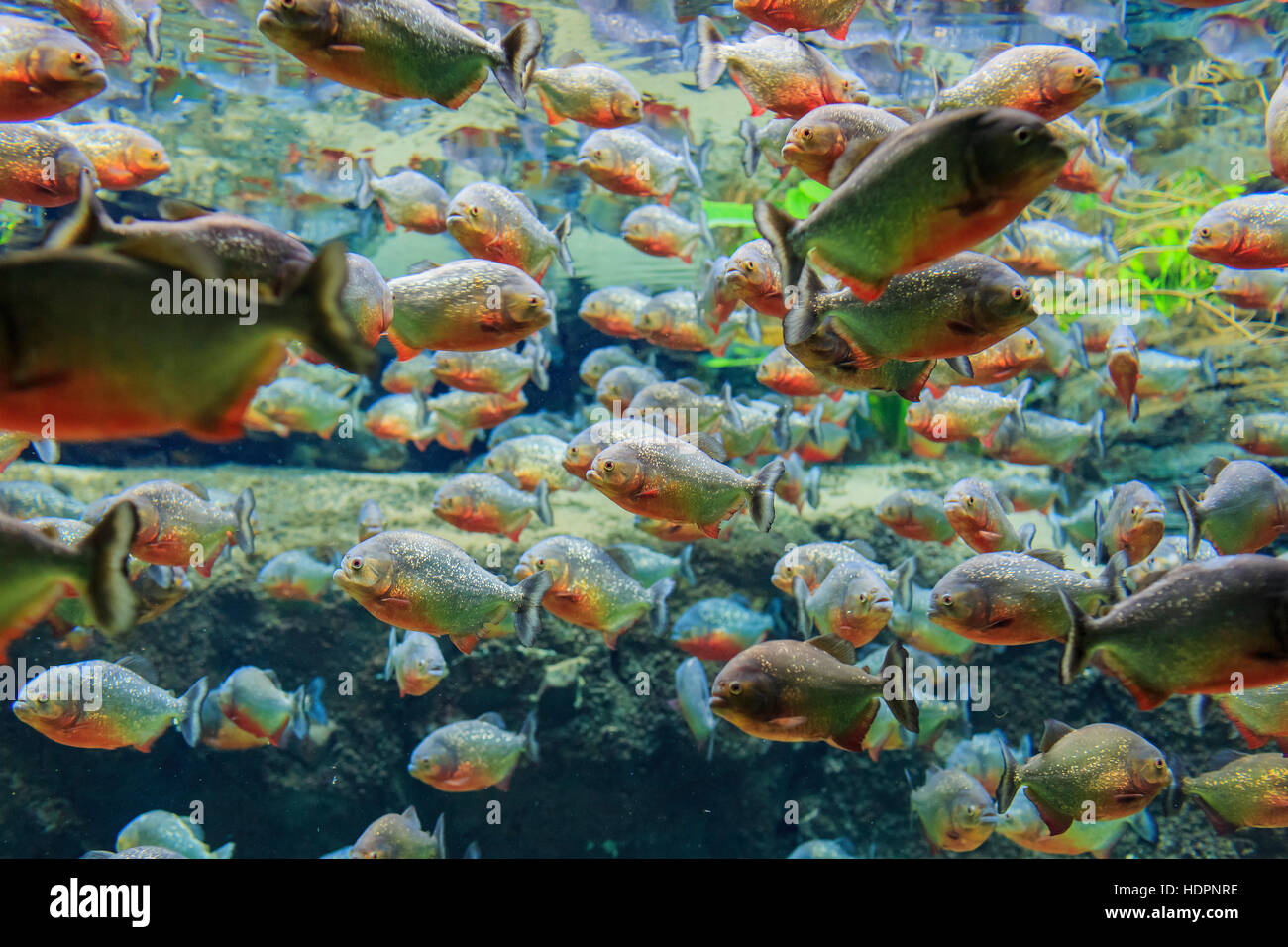 Terrible Fish High Resolution Stock Photography and Images - Alamy