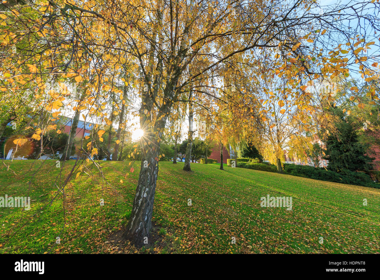 Beautiful fall color of tree saw at Herlev, Denmark, Europe Stock Photo ...