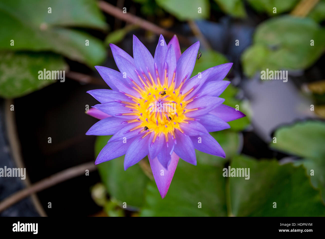 Wet Blue Lotus High Resolution Stock Photography and Images - Alamy