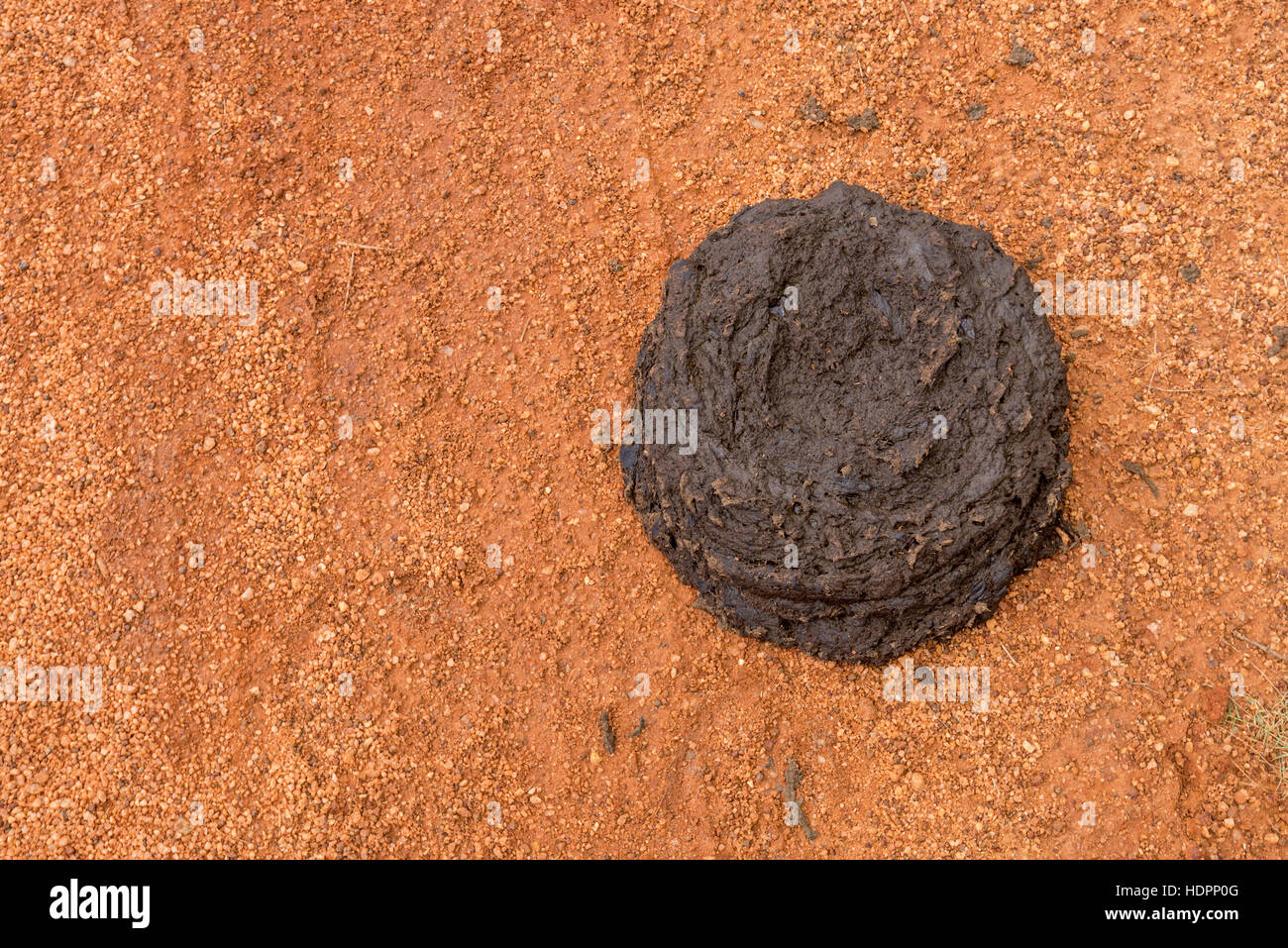 Cow pat poo dung hi-res stock photography and images - Alamy