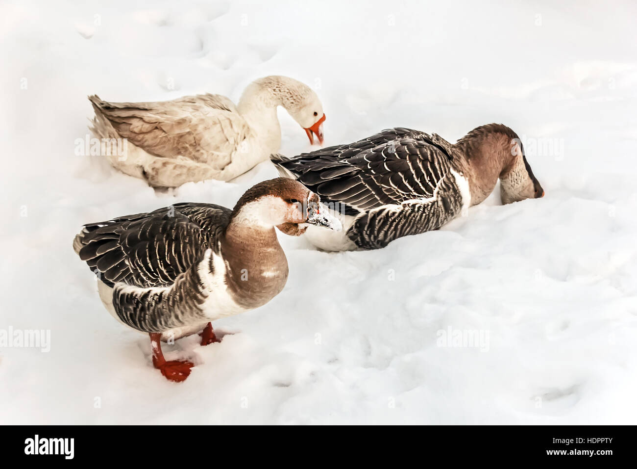 Three wild geese hi-res stock photography and images - Alamy
