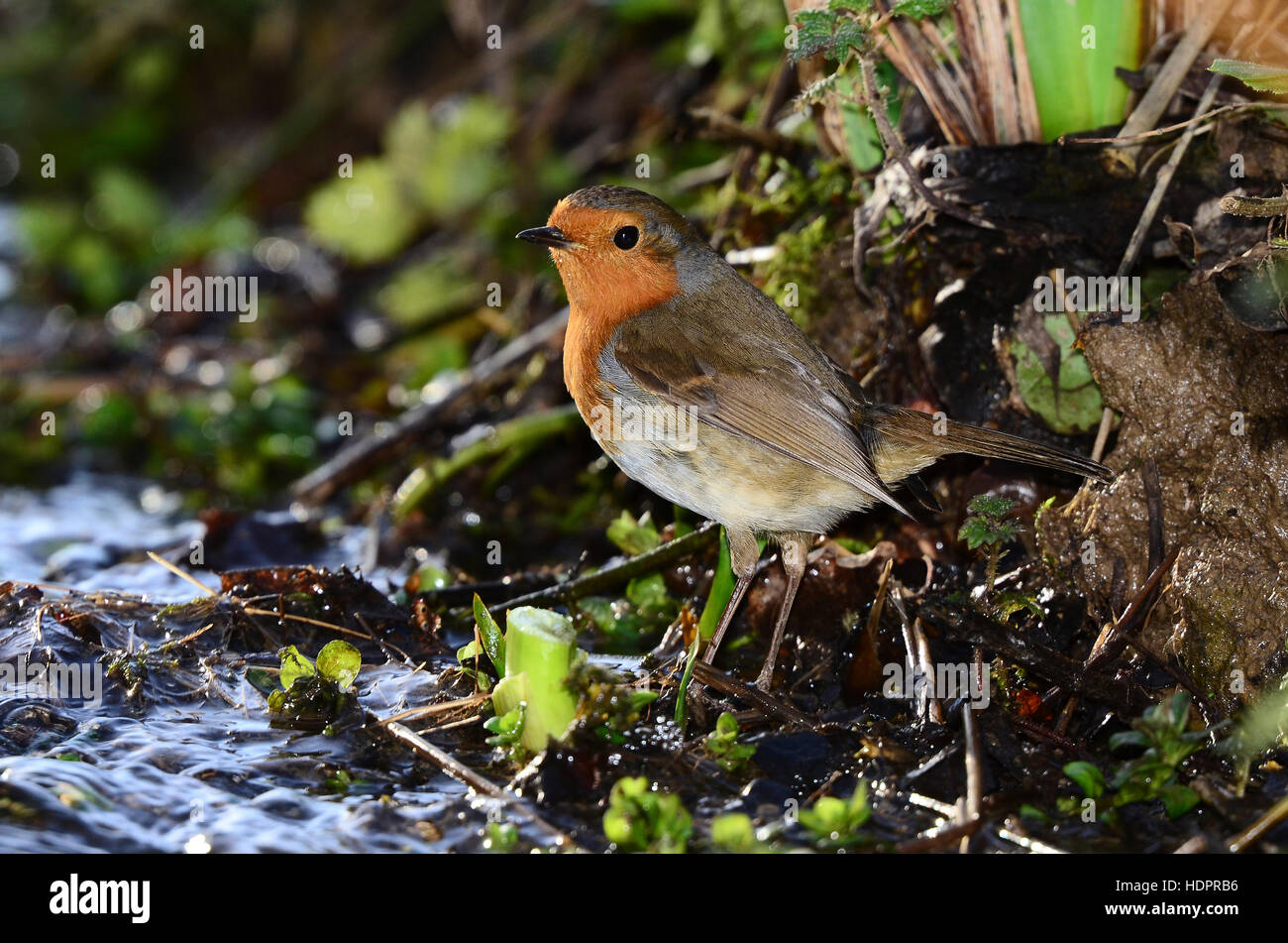 Robin friendly hi-res stock photography and images - Alamy