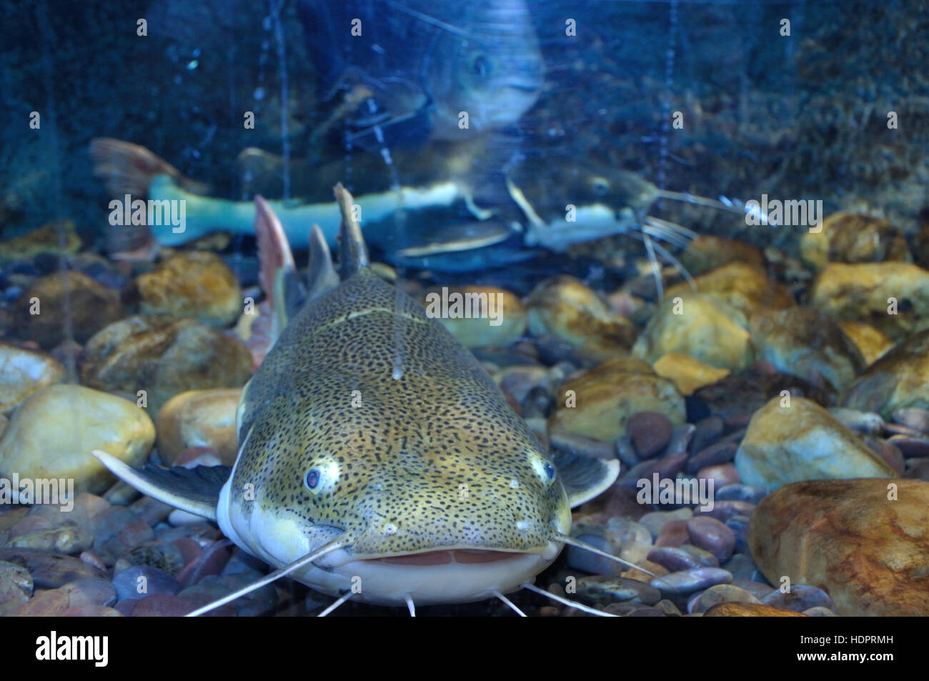 cat fish smiling Stock Photo - Alamy