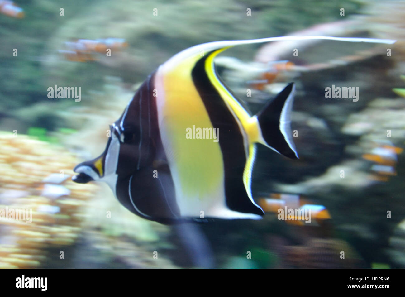 Angel fish hi-res stock photography and images - Alamy