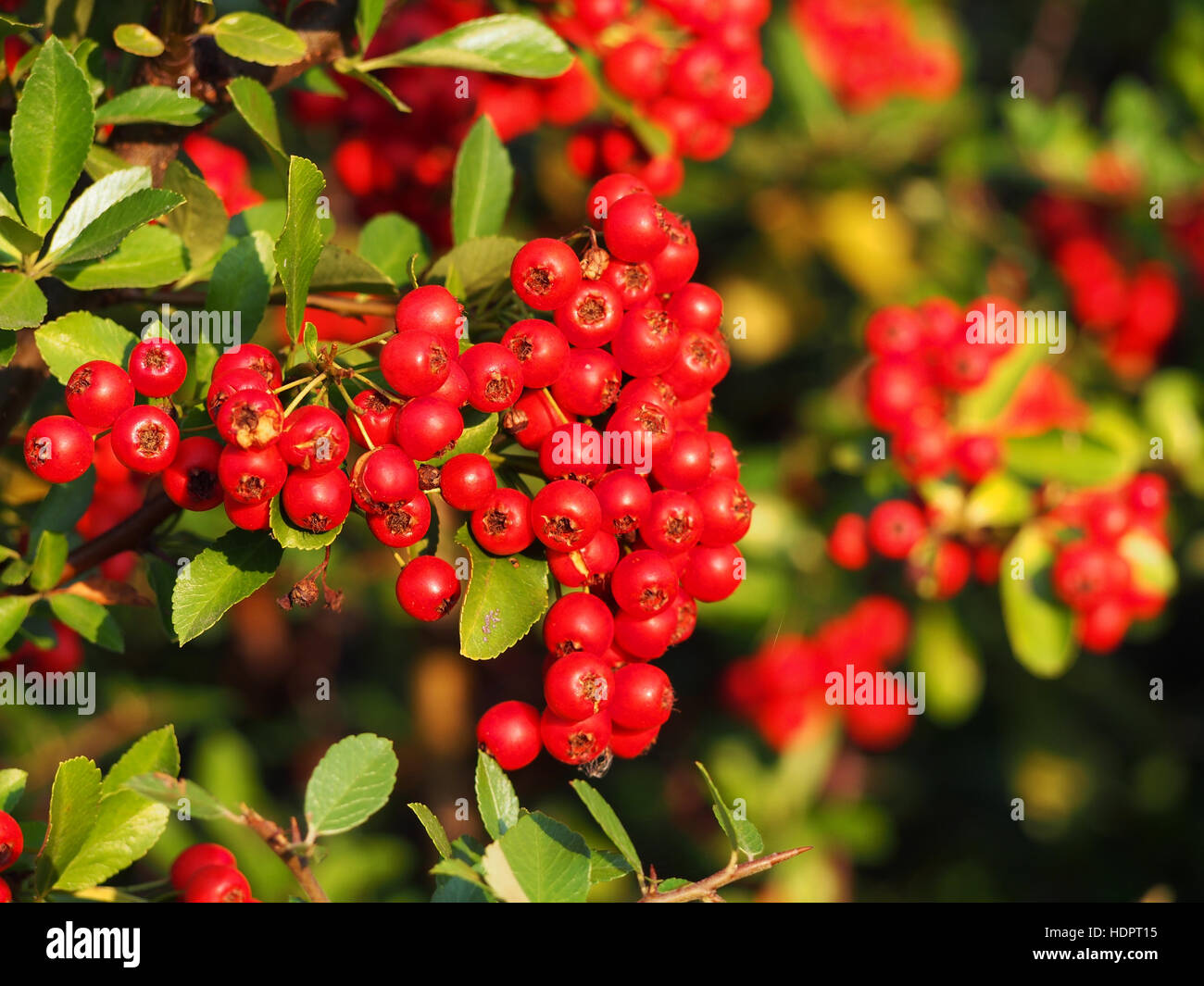 Pyracantha coccinea, scarlet firethorn Stock Photo - Alamy