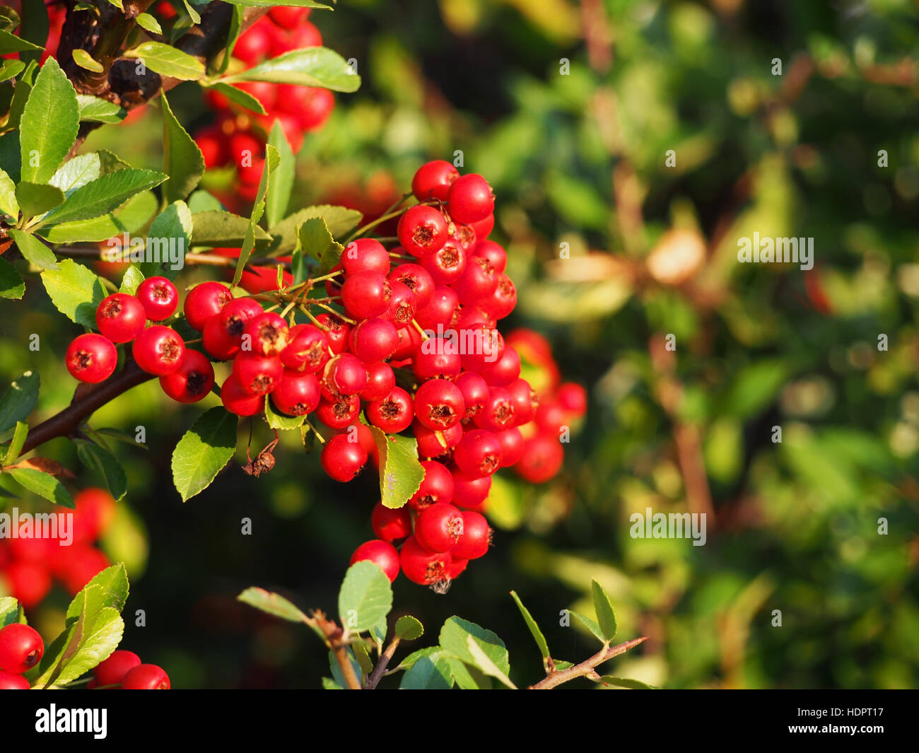 Pyracantha coccinea, scarlet firethorn Stock Photo - Alamy
