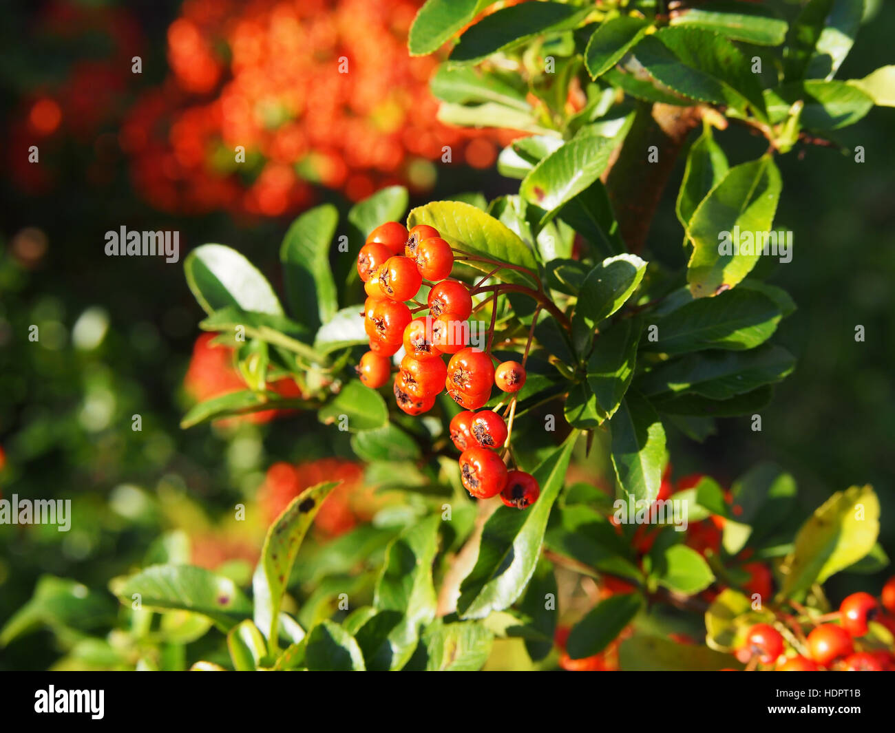 Pyracantha coccinea, scarlet firethorn Stock Photo - Alamy
