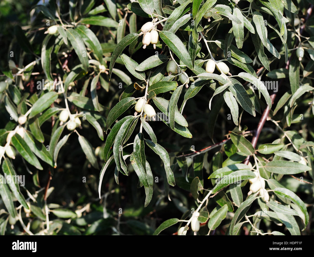 Oleaster shrub hi-res stock photography and images - Alamy