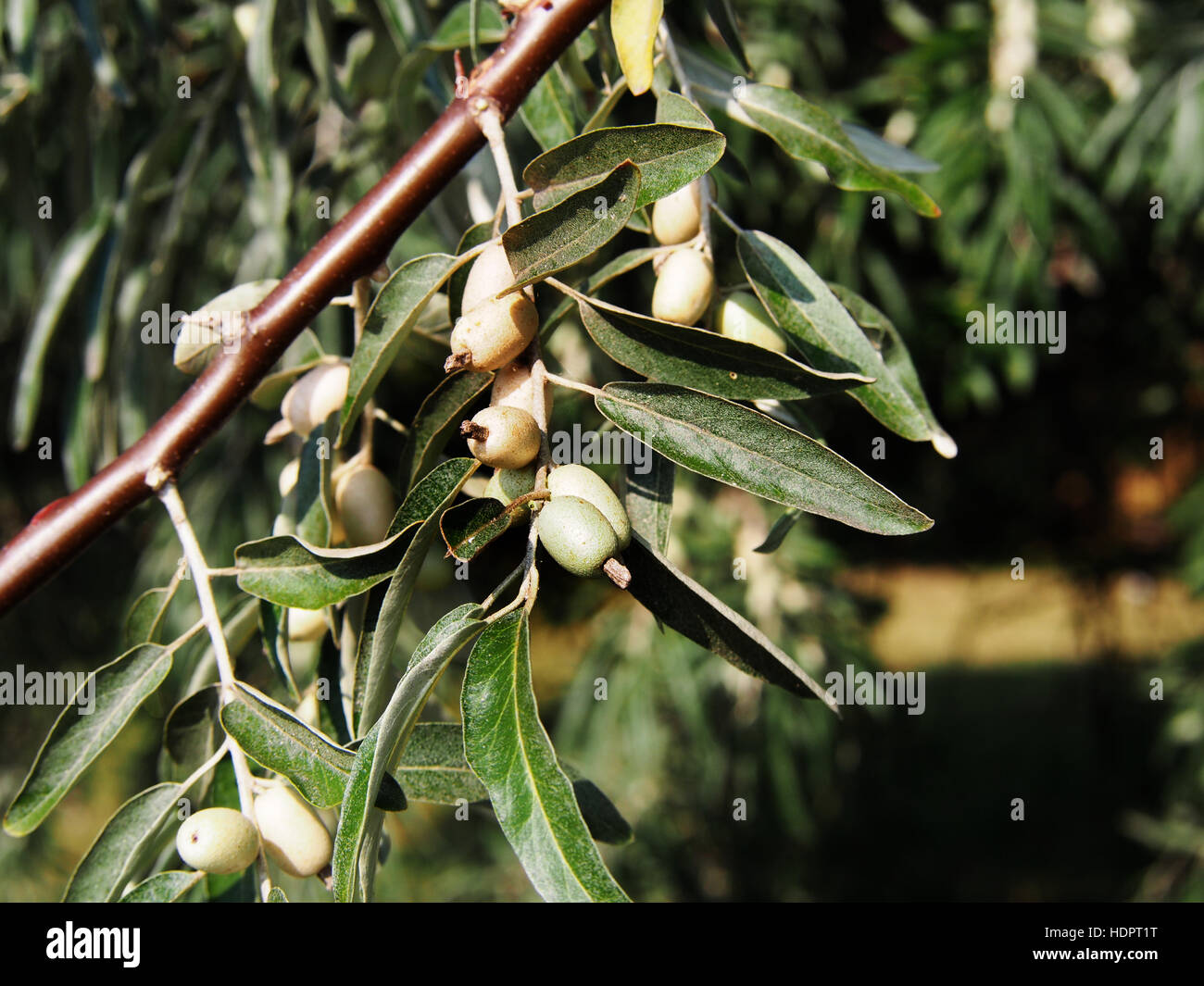 Russian olive tree hi-res stock photography and images - Alamy