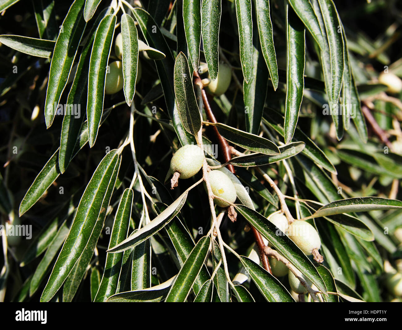 Oleaster, Russian olive - Elaeagnus angustifolia Stock Photo - Alamy