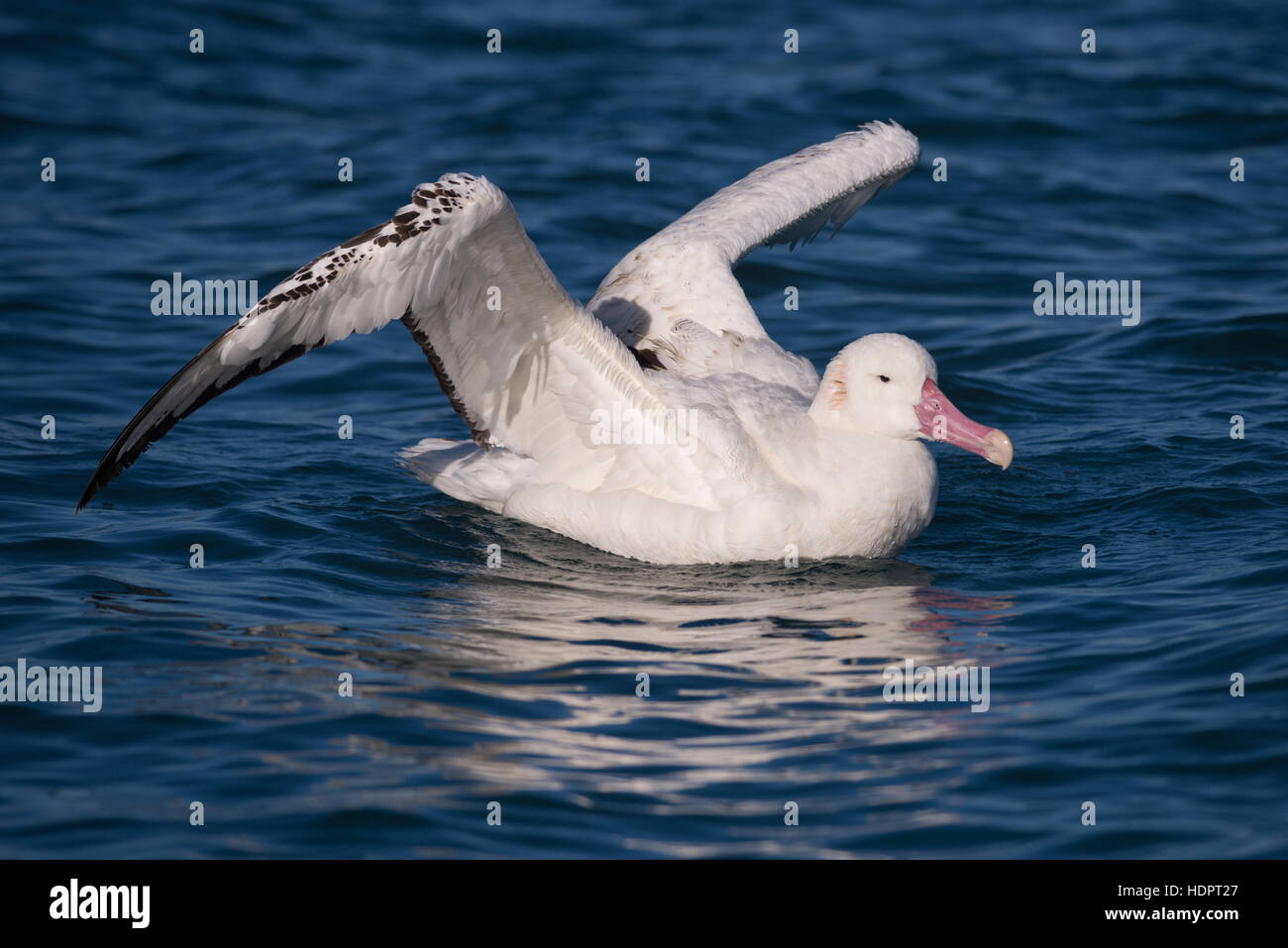An adult Wandering Albatross floating on the ocean Stock Photo - Alamy