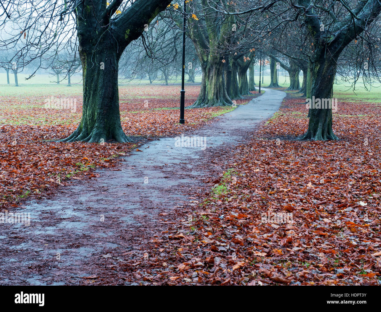 Path through Fallen Leaves under an Avenue of Trees on The Stray ...