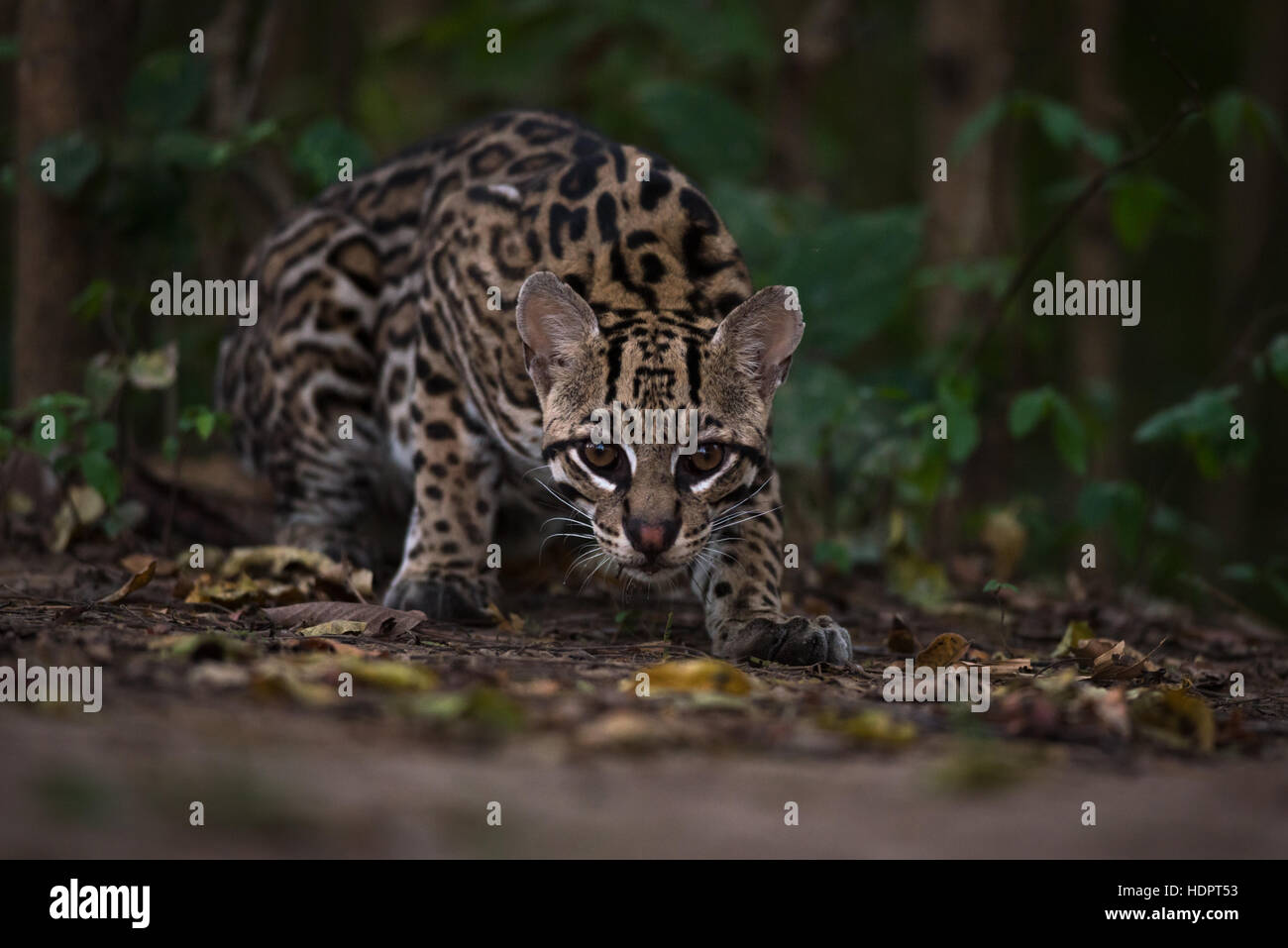 Ocelot hi-res stock photography and images - Alamy