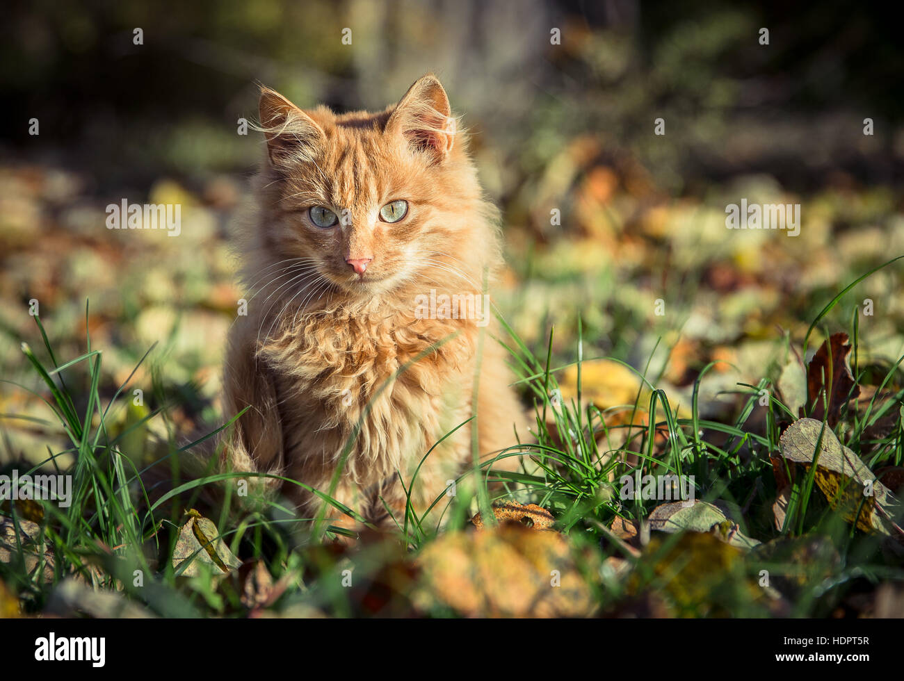 Red domestic tomcat among the grass and leaves Stock Photo - Alamy