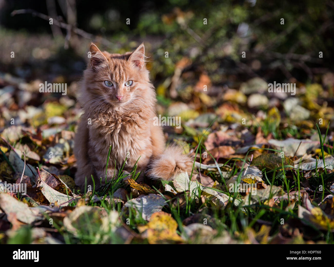 Red tomcat hi-res stock photography and images - Alamy