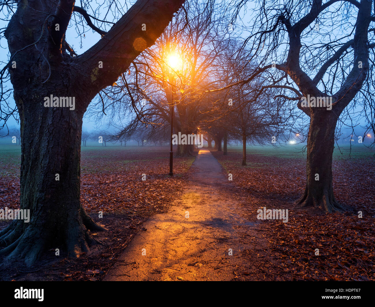 Path through an Avenue of Trees on The Stray at Dusk on a Misty Autumn ...