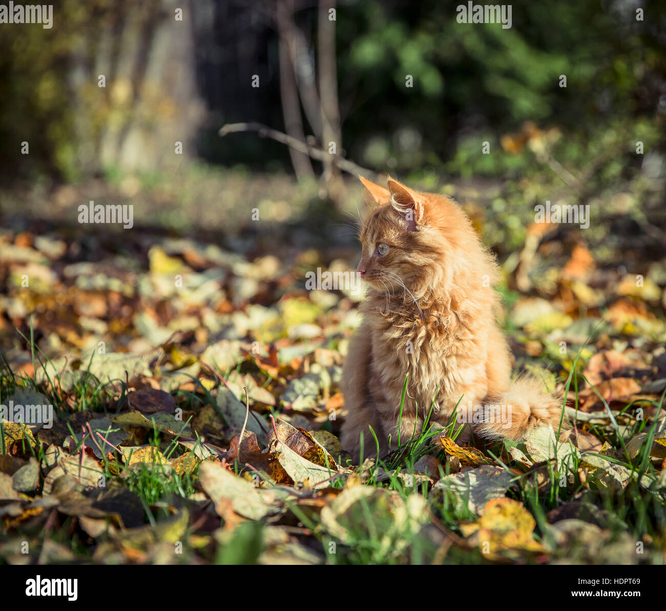 Red domestic tomcat among the grass and leaves Stock Photo - Alamy
