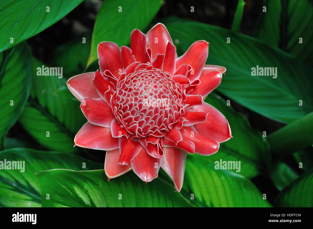 Torch ginger plant hi-res stock photography and images - Alamy