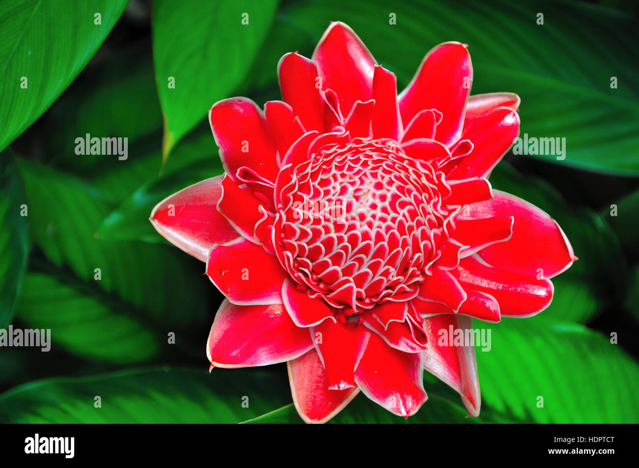 Torch ginger plant hi-res stock photography and images - Alamy