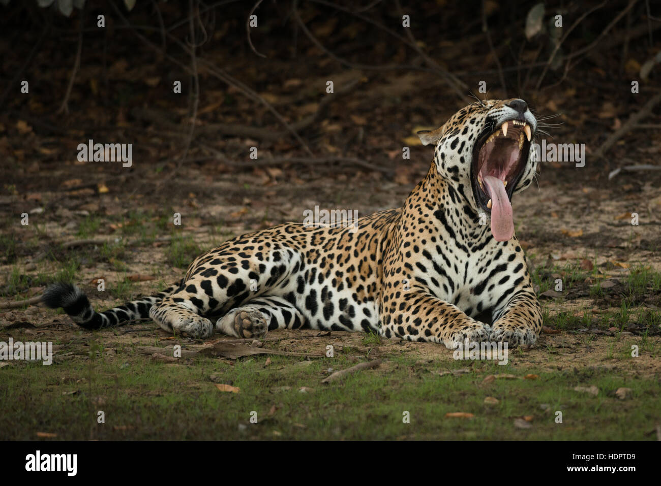 A very large male Jaguar resting on the shores of a lake in the ...