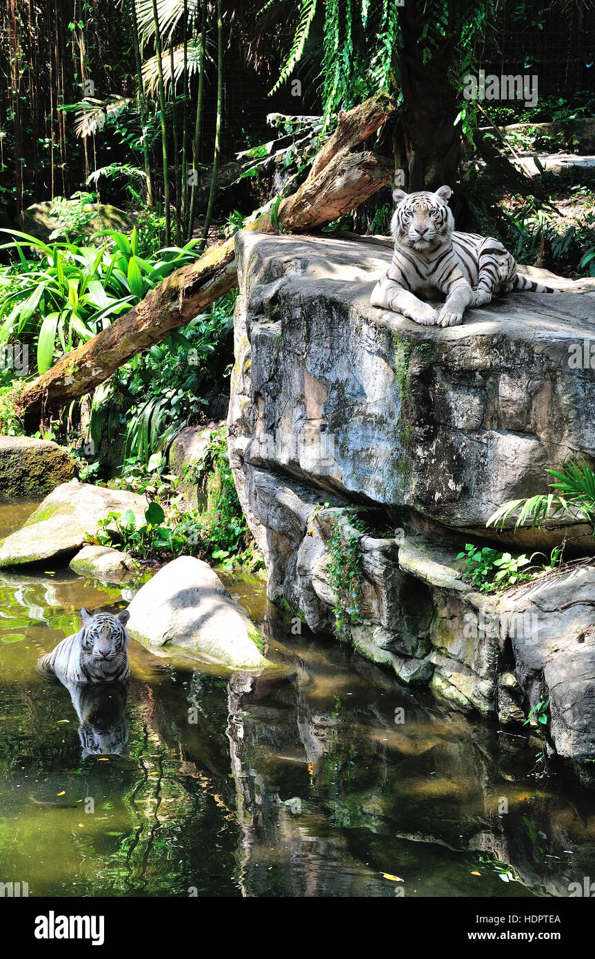 White tigers tigers habitat hi-res stock photography and images - Alamy