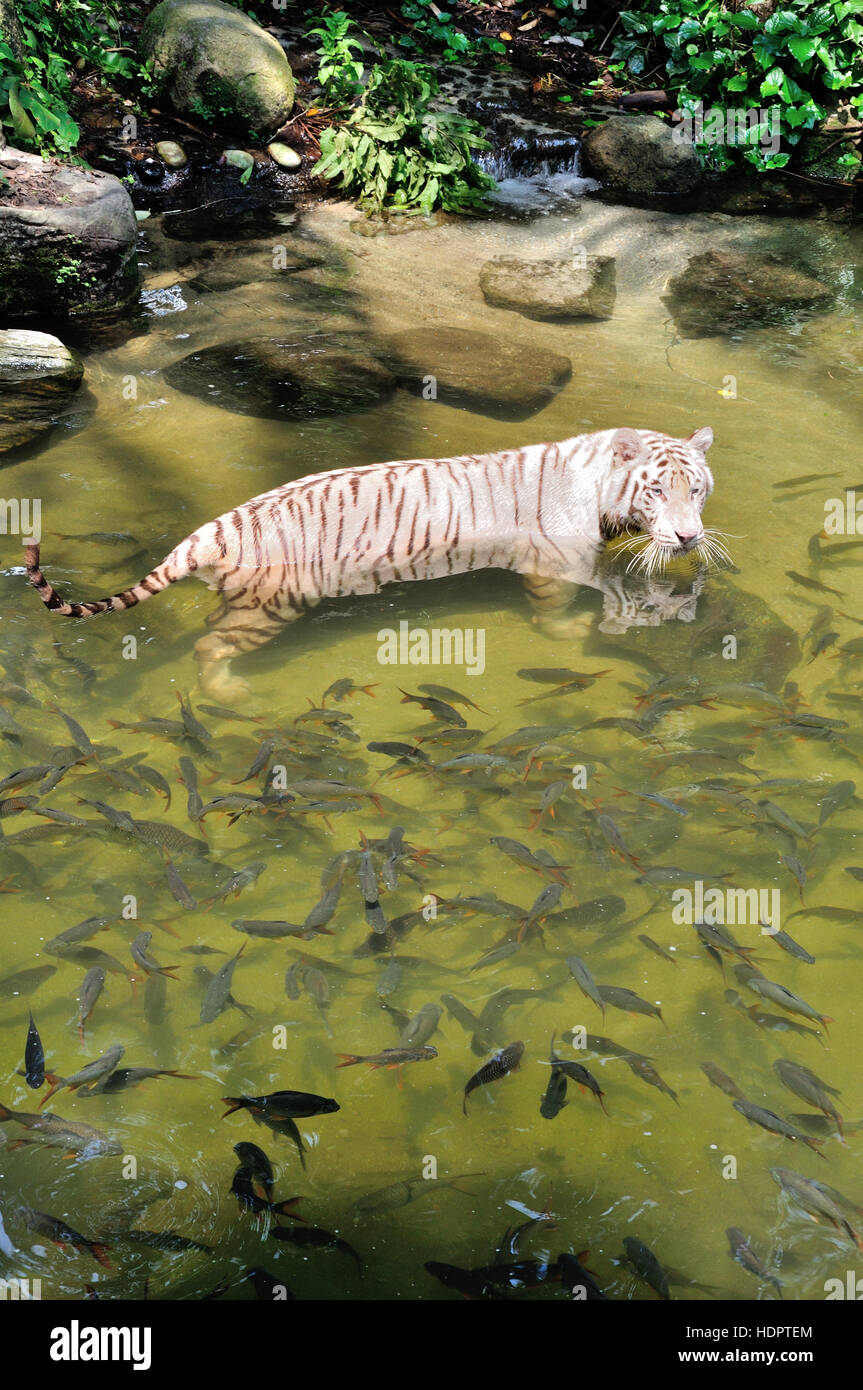 Strong tiger hi-res stock photography and images - Alamy