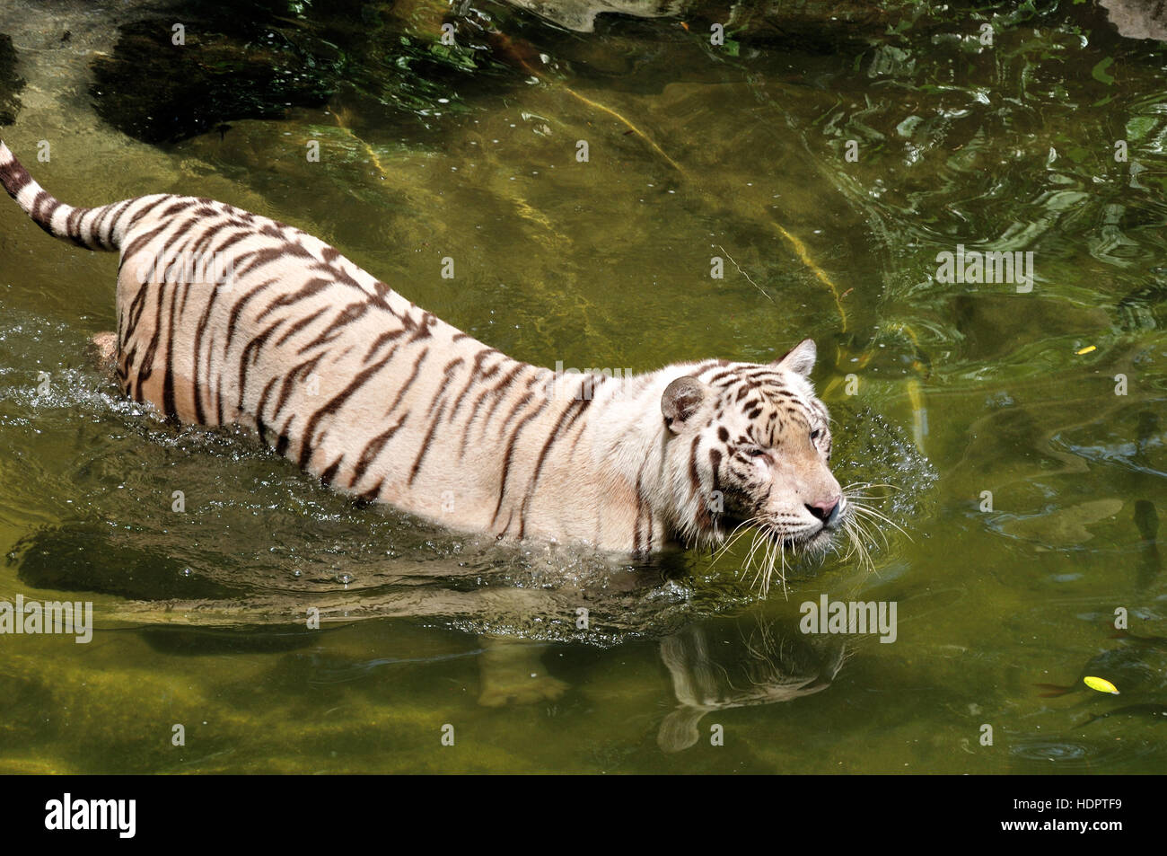 White tiger swimming hi-res stock photography and images - Alamy