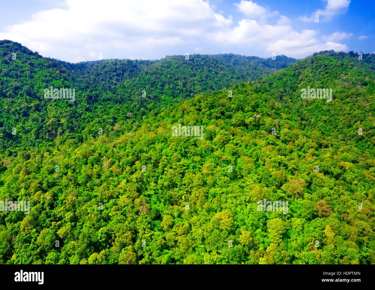 aerial view of the forest Stock Photo - Alamy