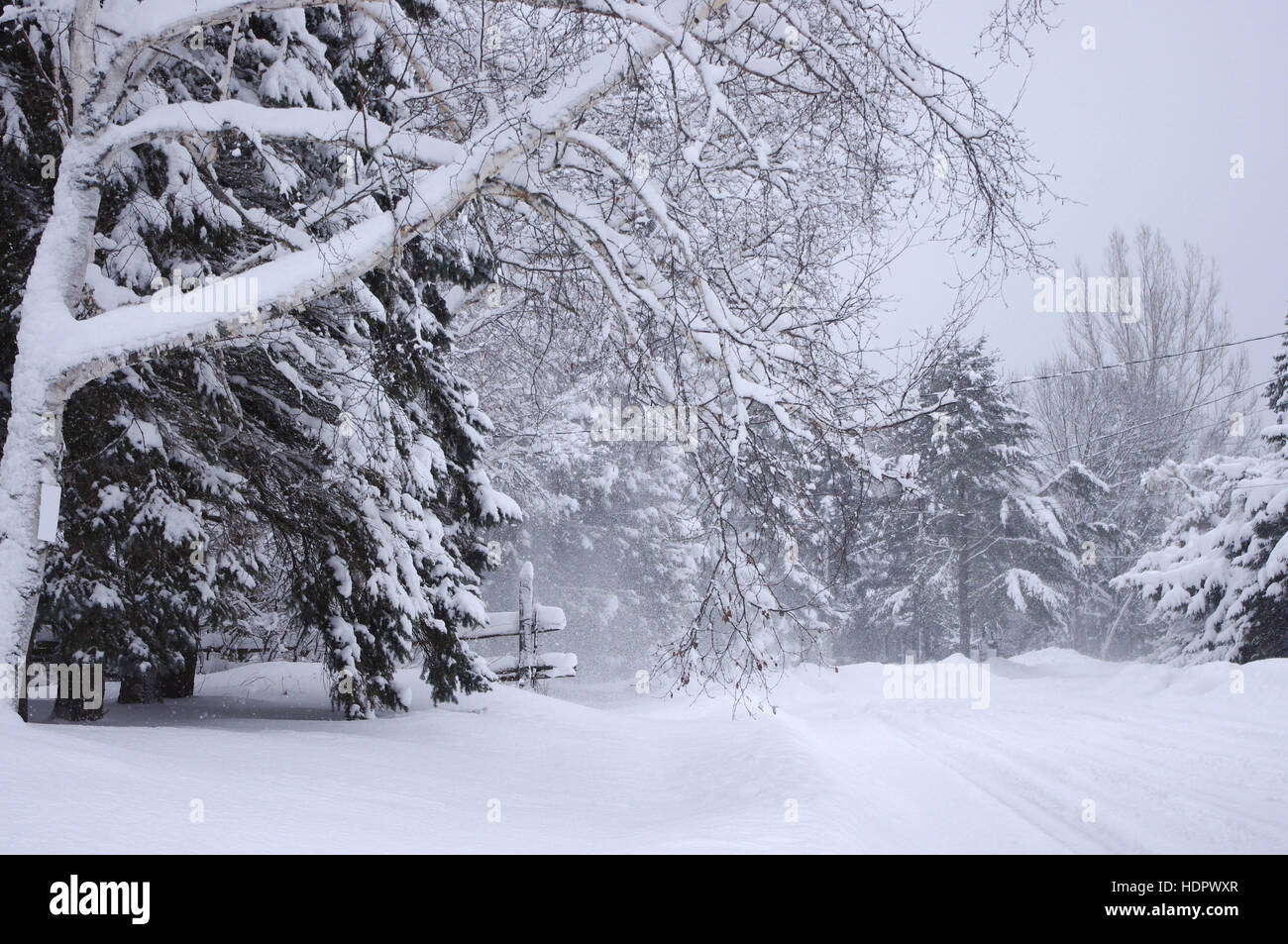 Tree beside the road hi-res stock photography and images - Alamy