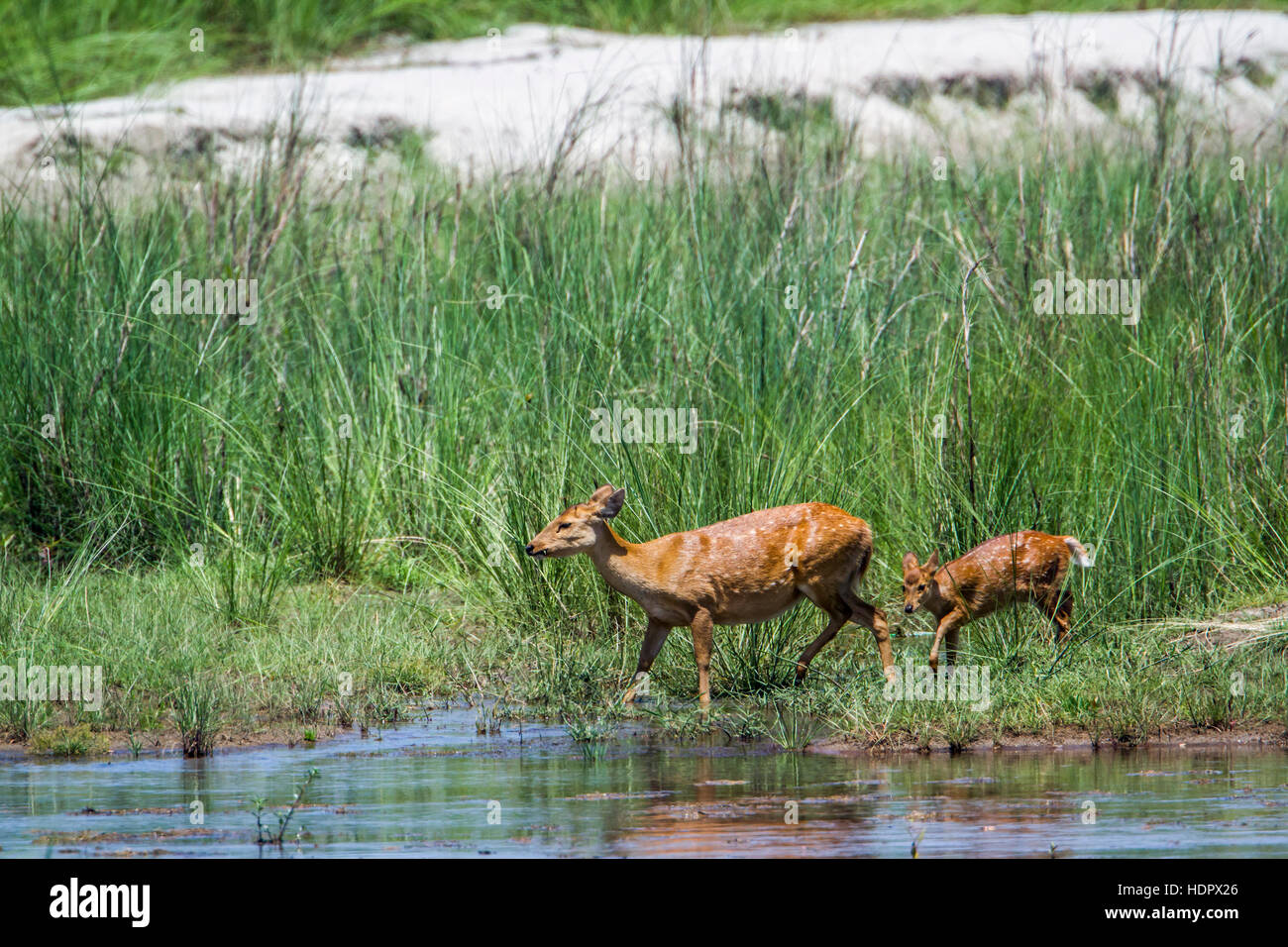 Small family of deer hi-res stock photography and images - Alamy
