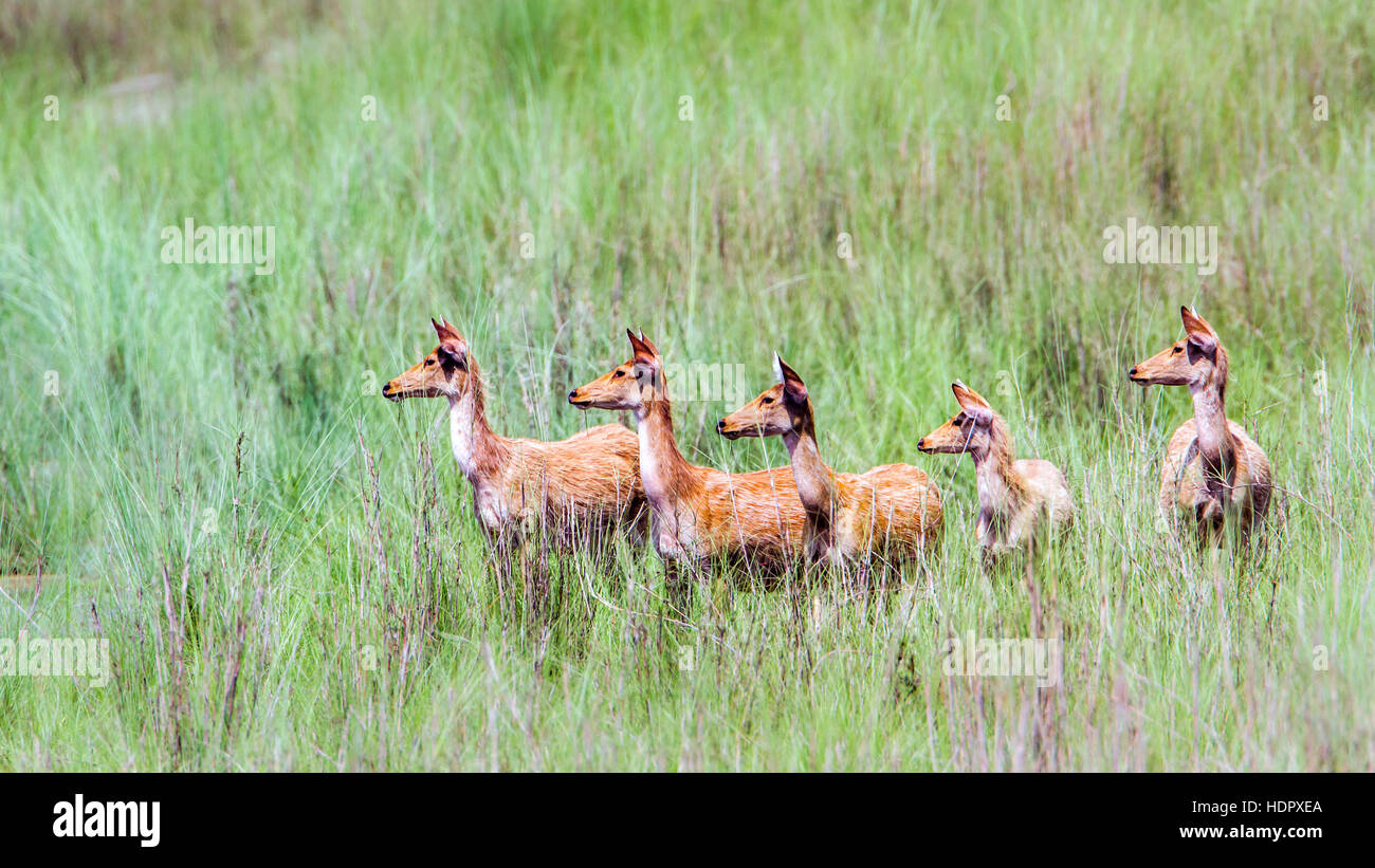 Deer in swamp hi-res stock photography and images - Alamy