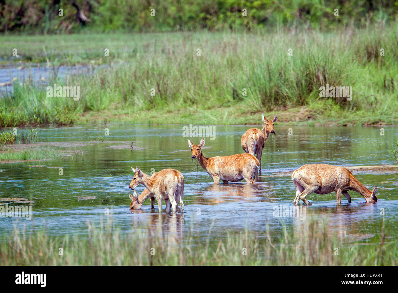 Indian swamp deer hi-res stock photography and images - Alamy