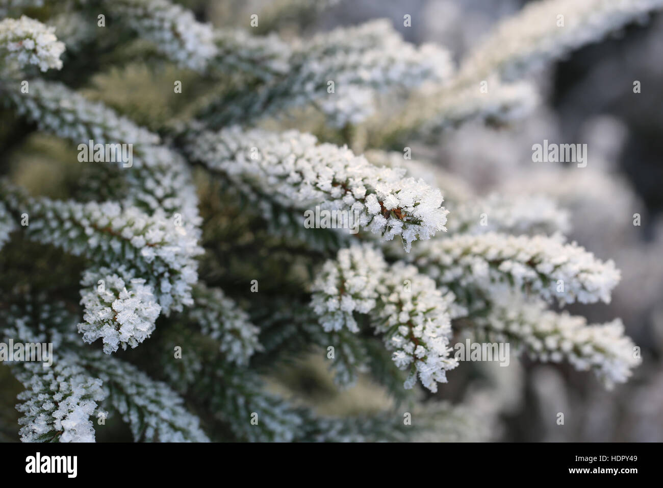Frost and ice crystals on small fir tree branches close up on a cold ...