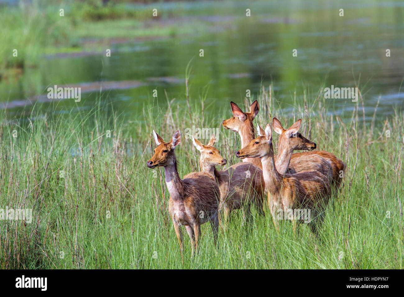 Swamp deer nepal hi-res stock photography and images - Alamy