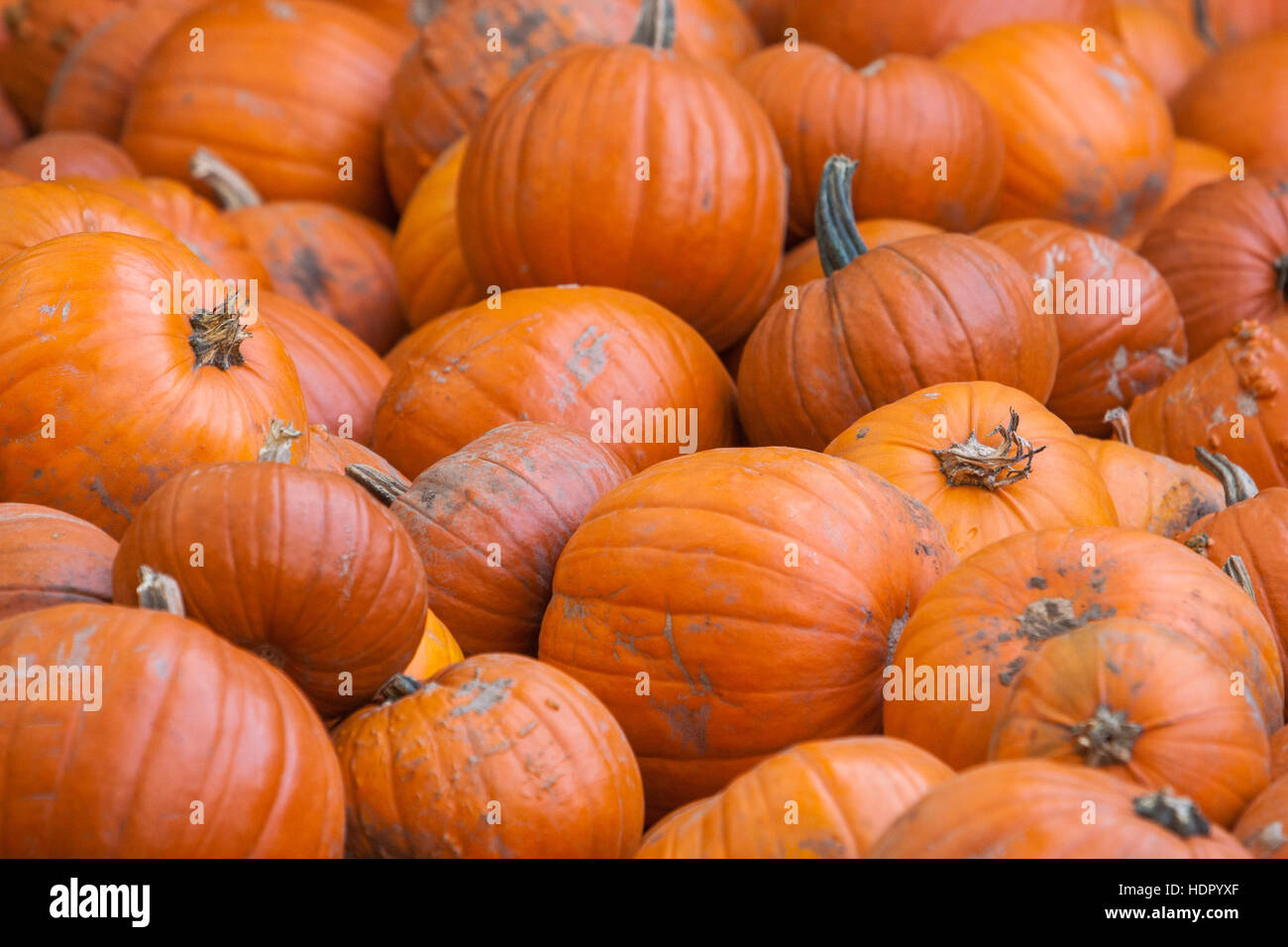 World Vision Pumpkin Patch pop-up. A display in Covent Garden, London ...
