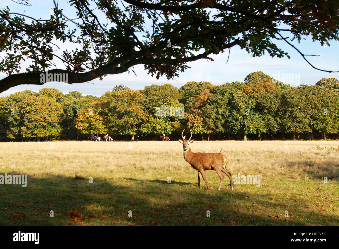 A beautiful Autumn day in Richmond Park. Featuring: Atmosphere Where ...