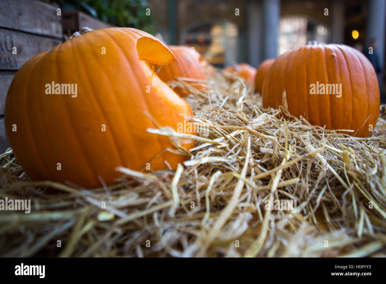 World Vision Pumpkin Patch pop-up. A display in Covent Garden, London ...