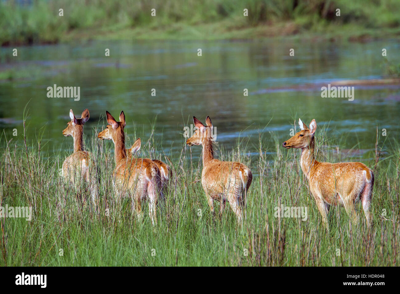 Swamp deer in Bardia national park, Nepal ; specie Cervus duvaucelii ...