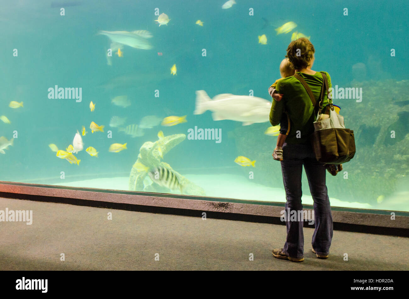 People watching the fish at the North Carolina Aquarium, Manteo ...