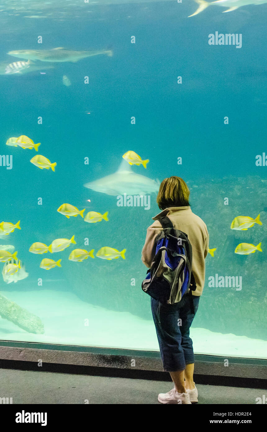 People watching the fish at the North Carolina Aquarium, Manteo ...