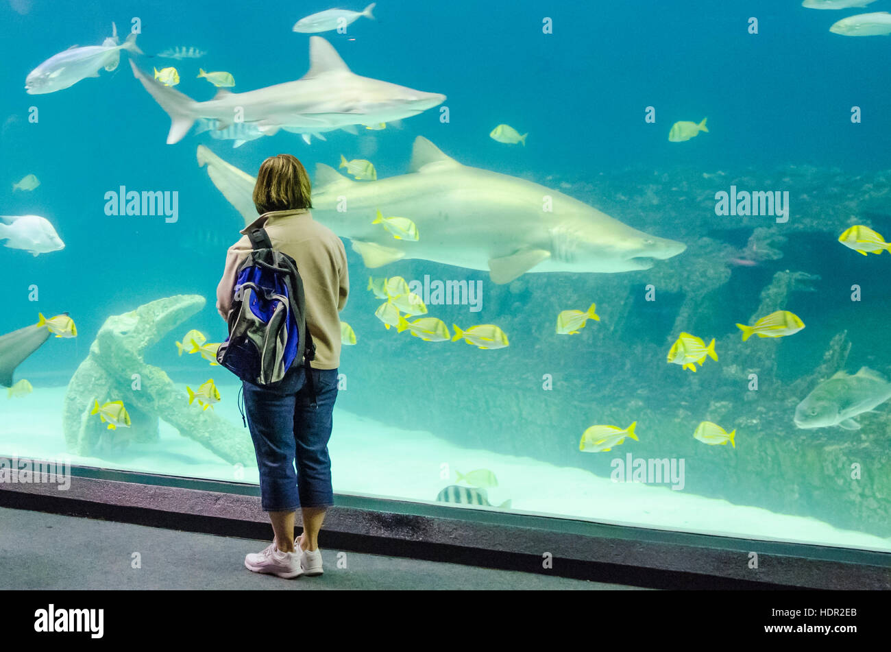 People watching the fish at the North Carolina Aquarium, Manteo ...