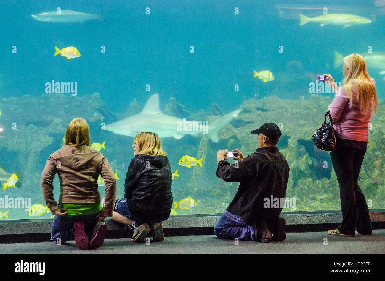 People watching the fish at the North Carolina Aquarium, Manteo ...