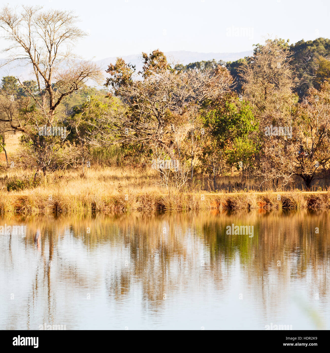 in lesotho mlilwane wildlife santuary the pound lake and tree ...