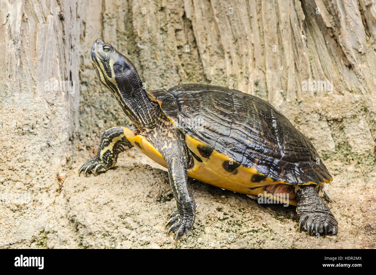 Yellow-bellied slider (Trachemys scripta scripta) North Carolina ...