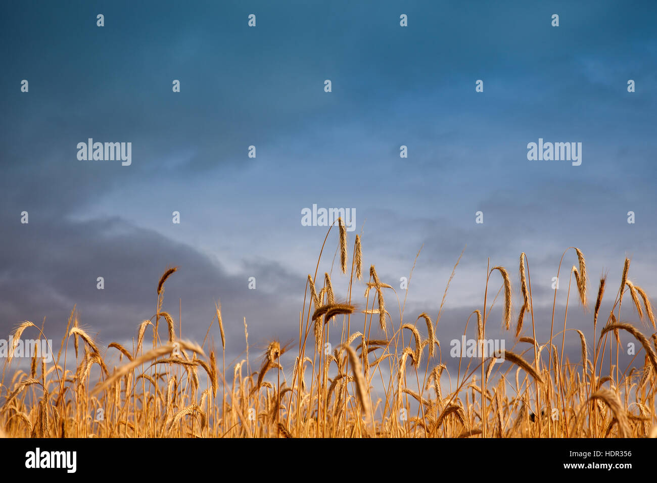 Ears of corn in the spanish field Stock Photo - Alamy