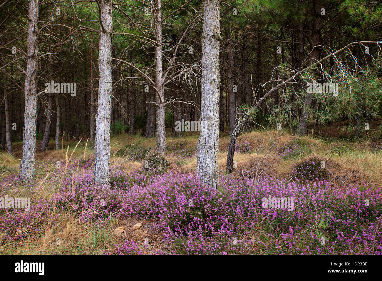 Heather flowers under the tree in the spanish countryside Stock Photo ...