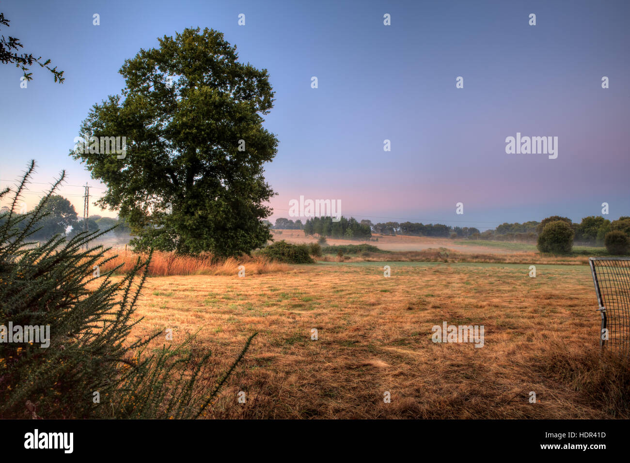 Big tree at sunrise in the Galicia countryside, Spain Stock Photo - Alamy