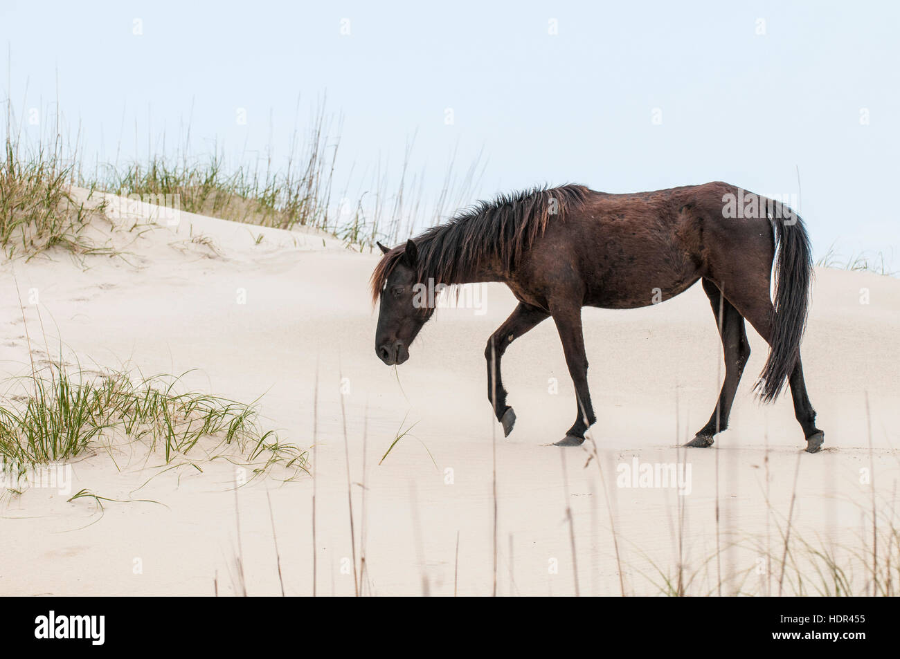 Banker horses hi-res stock photography and images - Alamy