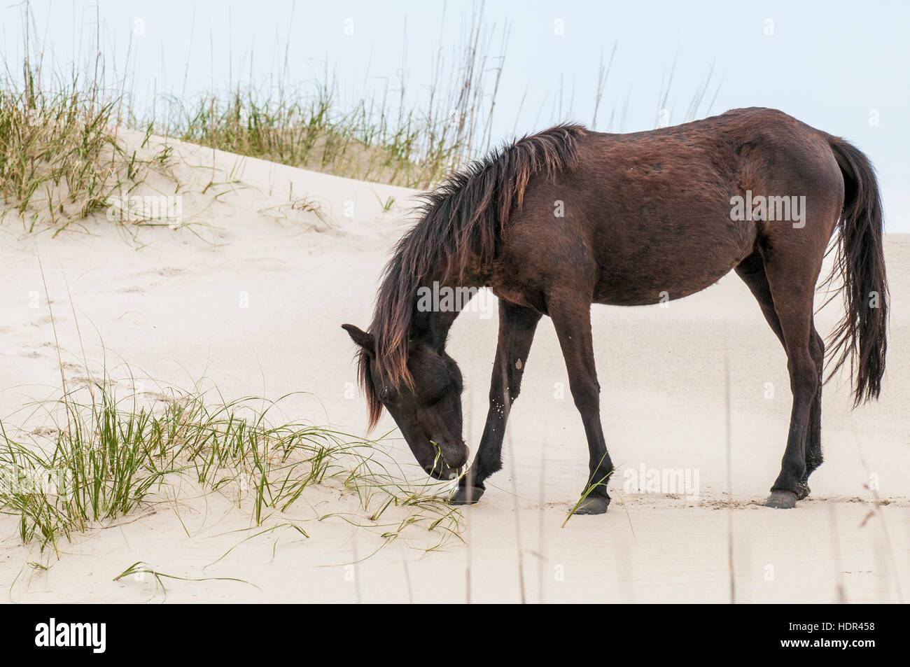 Wild mustangs or banker horses (Equus ferus caballus) in Currituck ...
